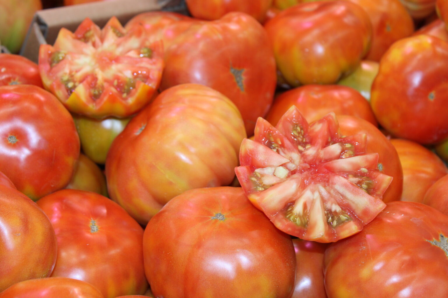 Mutxamel presenta la variedad "Tomate Muchamiel" - Somos L'Alacantí